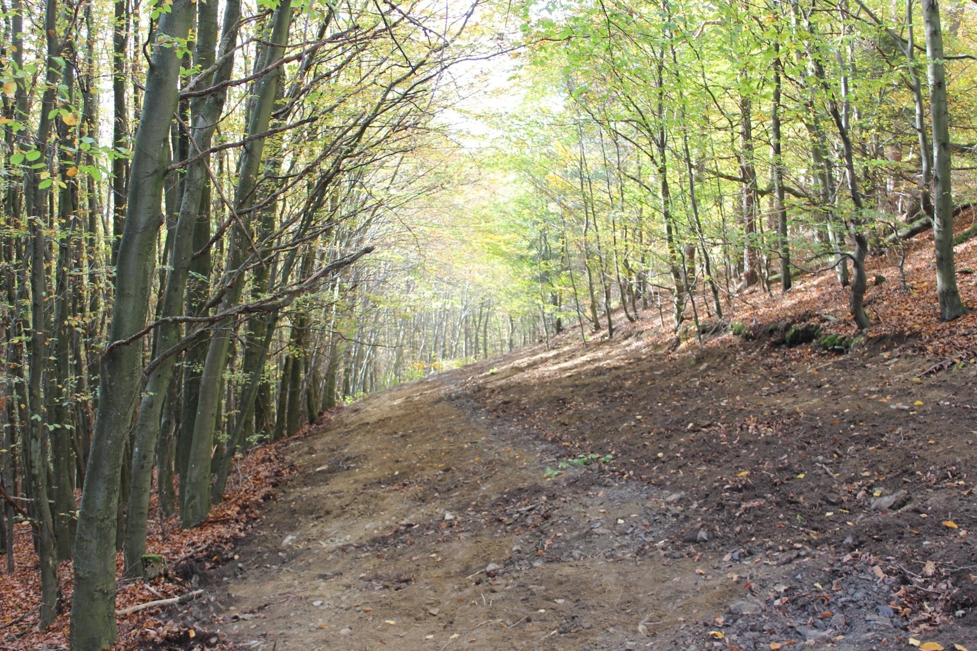 Wegerückbau zur Wiederherstellung naturnaher Lebensräume | Artikel Detailseite | Nationalpark Eifel